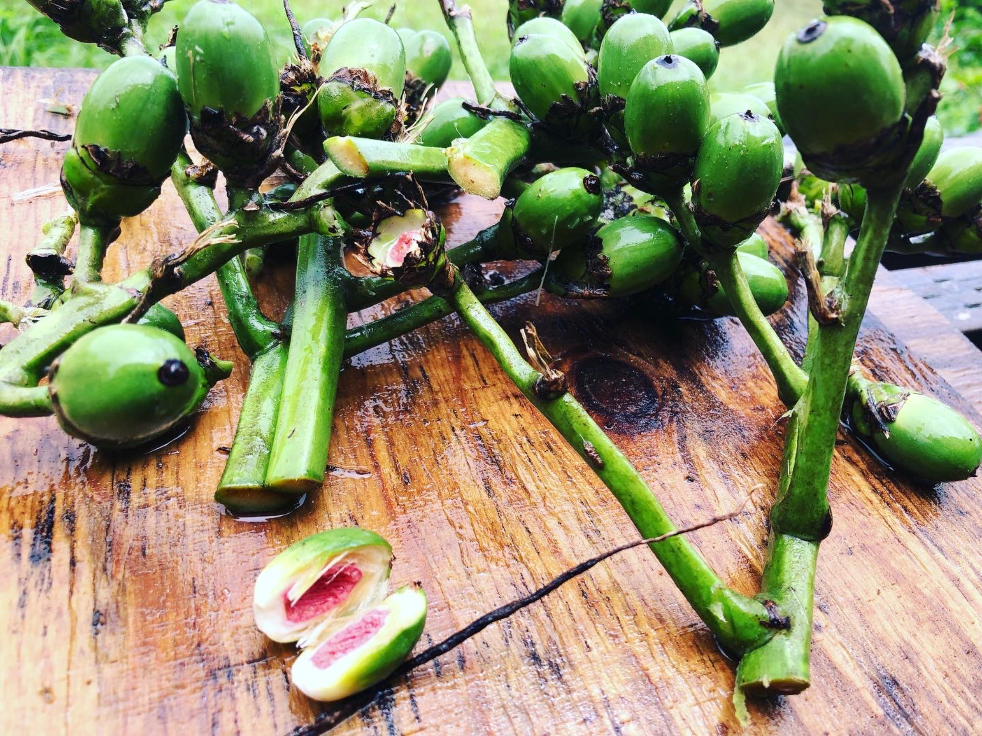 Samoan Exiles on Saipan, 1909-1915 – Northern Marianas Humanities Council